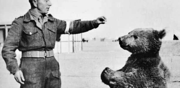Wojtek: de beer die Poolse soldaat werd | IsGeschiedenis