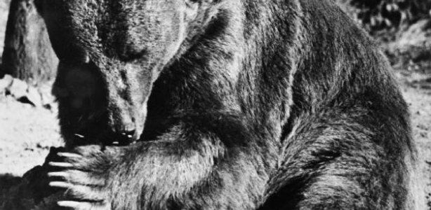 Wojtek: de beer die Poolse soldaat werd | IsGeschiedenis