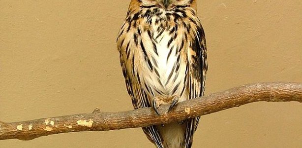 De uil als symbool in mythen en sagen | IsGeschiedenis